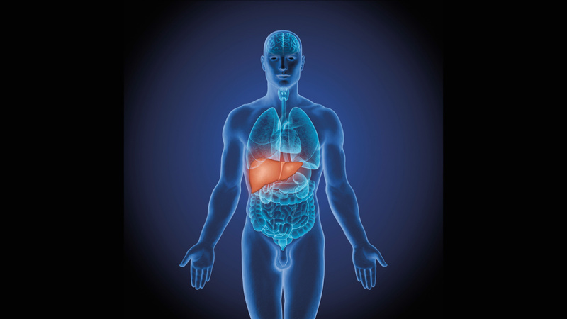 Leber: Funktion, Aufbau und Tipps