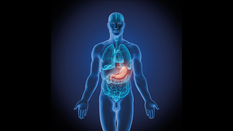 L’estomac : le centre de traitement de la nourriture | vitagate
