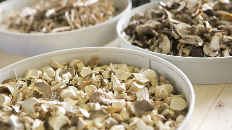 Les principaux champignons vitalisants | vitagate