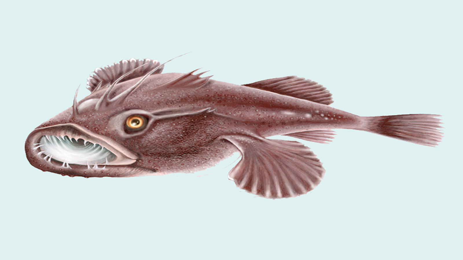 Vielfalt der Fische | vitagate